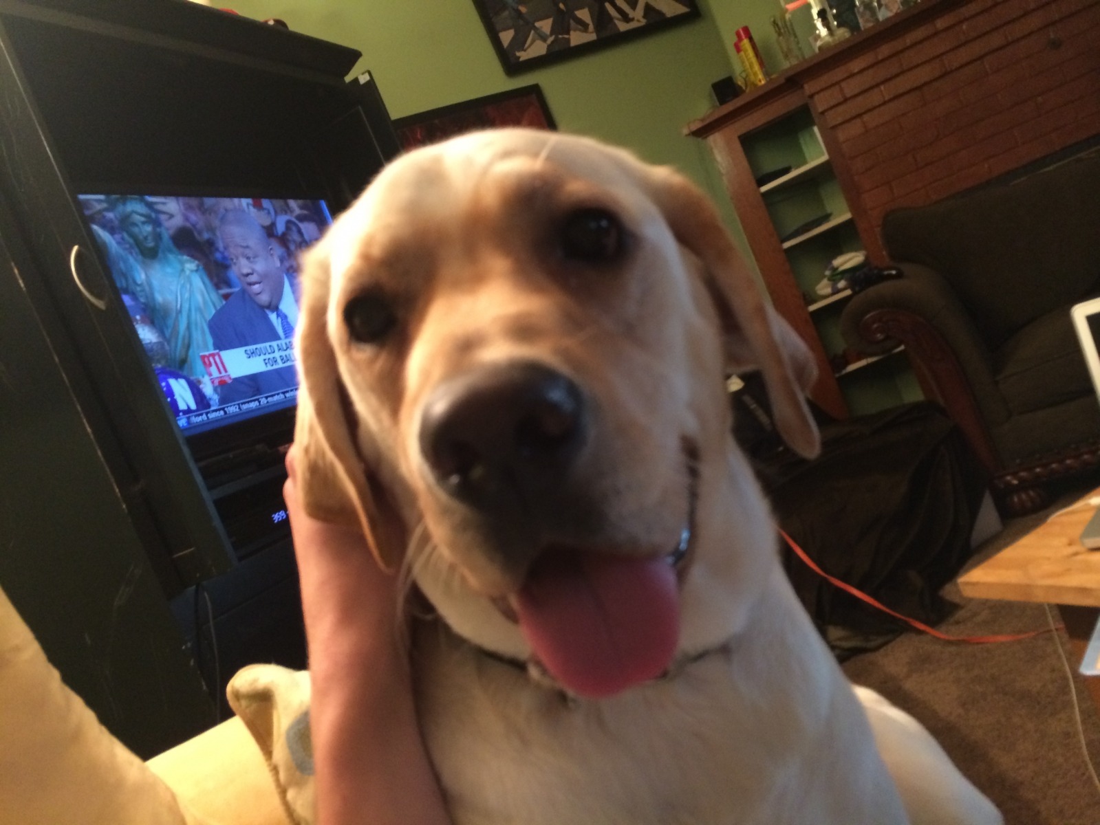 Derp Dog - Member's Albums - BMW 2002 FAQ