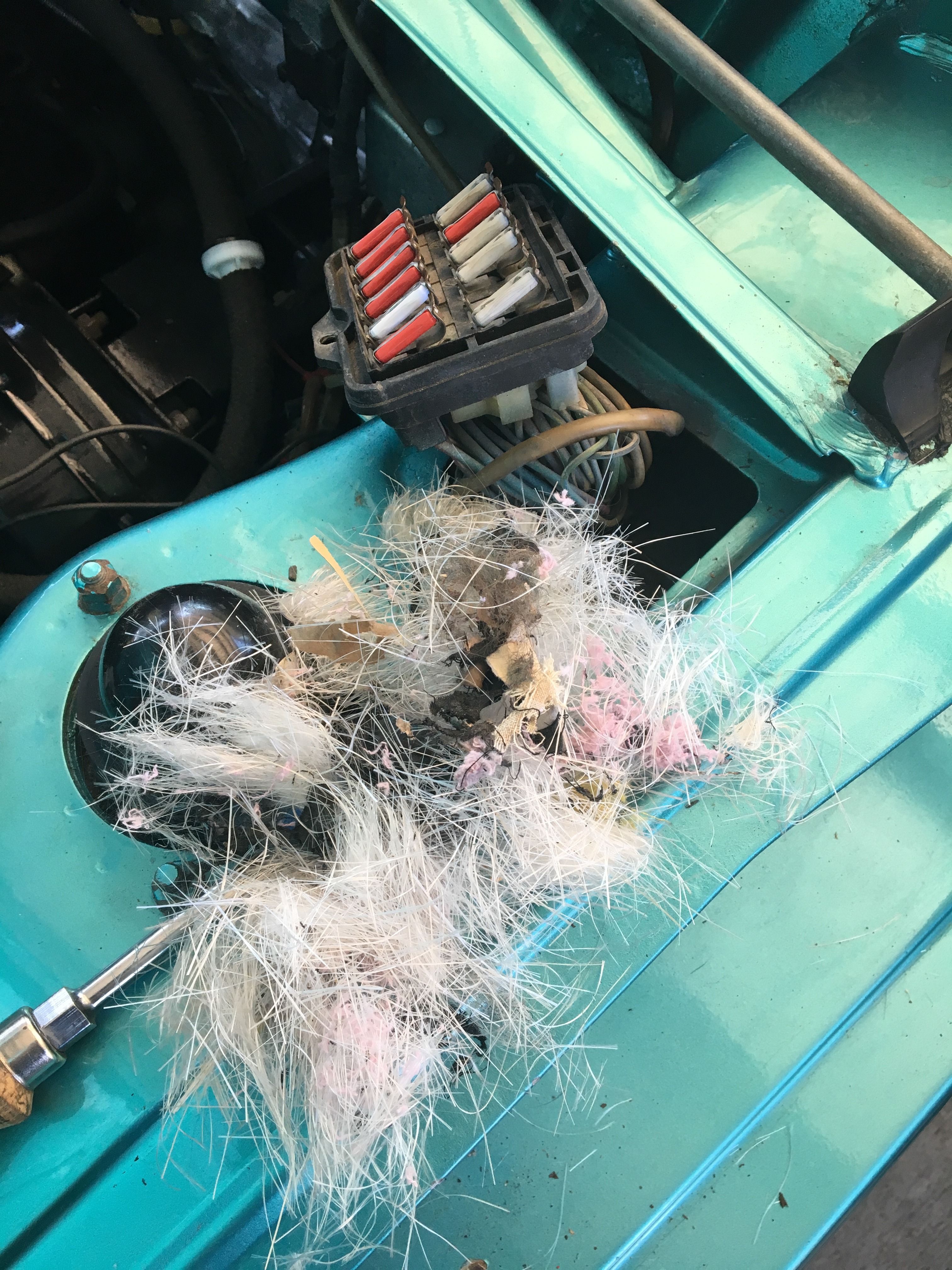 Mice, Rats, etc. - Page 2 |﻿ BMW 2002 and other '02