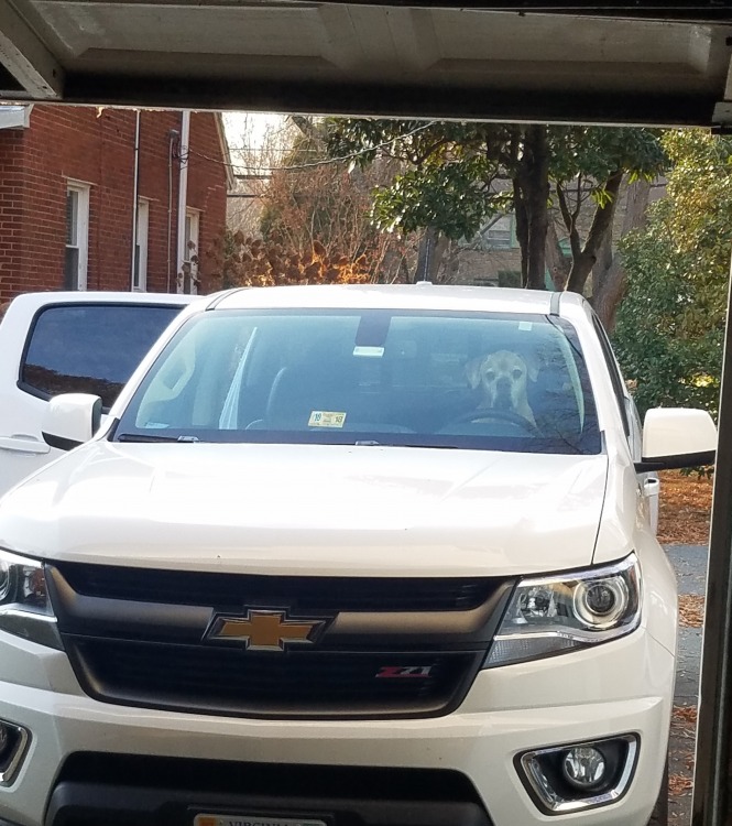 All dogs go to heaven |﻿ Learning Wrenching Rebuilding